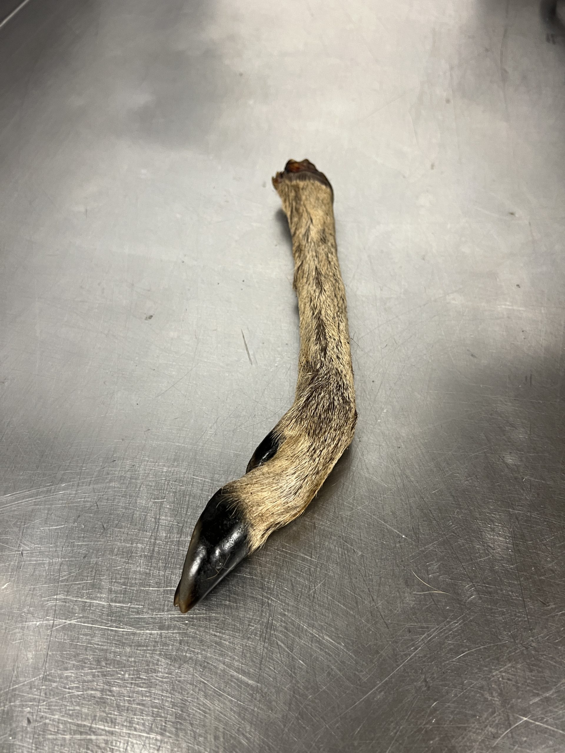 Venison Leg with hair - Drool - Roberts Raw Animal Foods